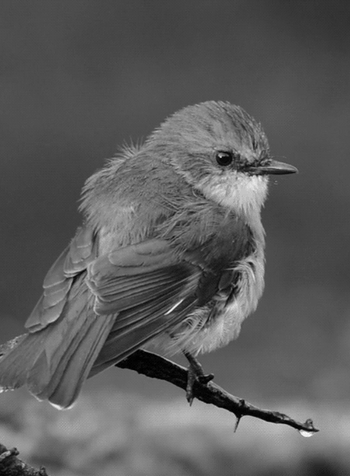 Oiseaux 0786
